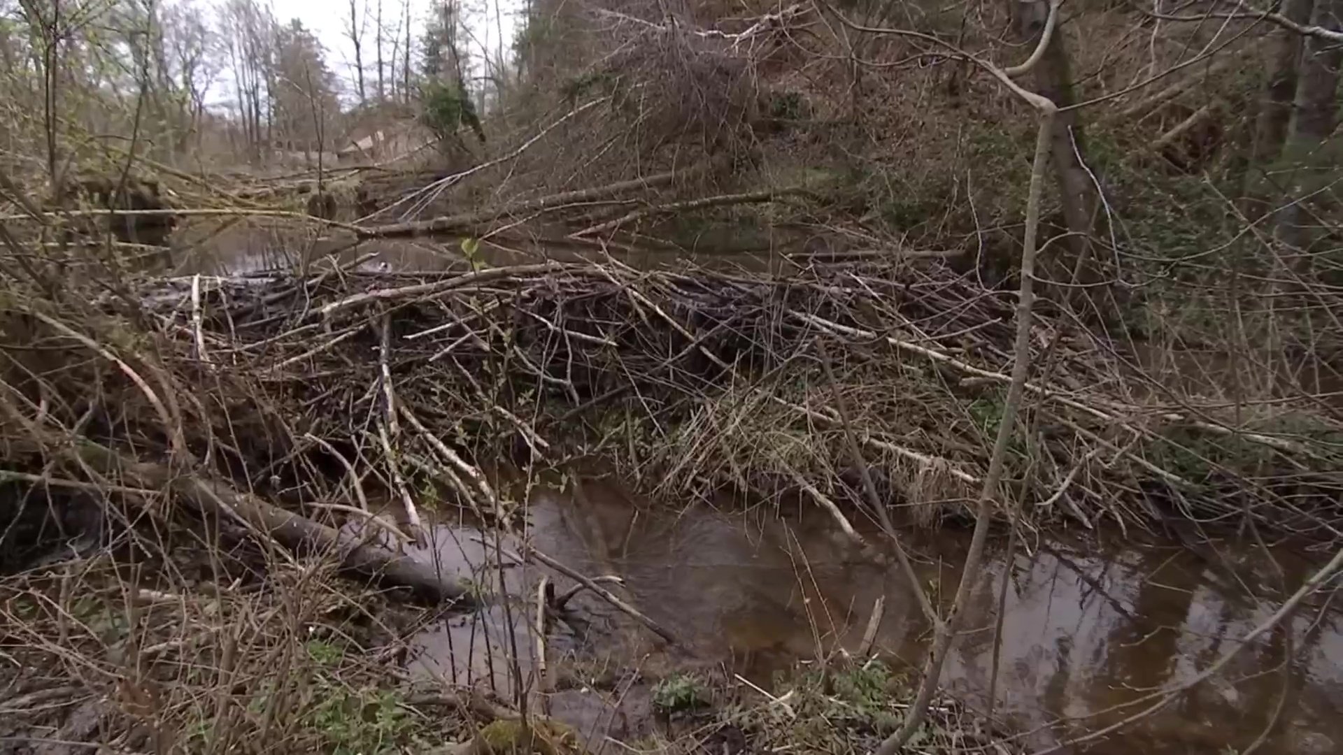 Les castors font barrage, au grand dam des riverains - Mosaik Cristal