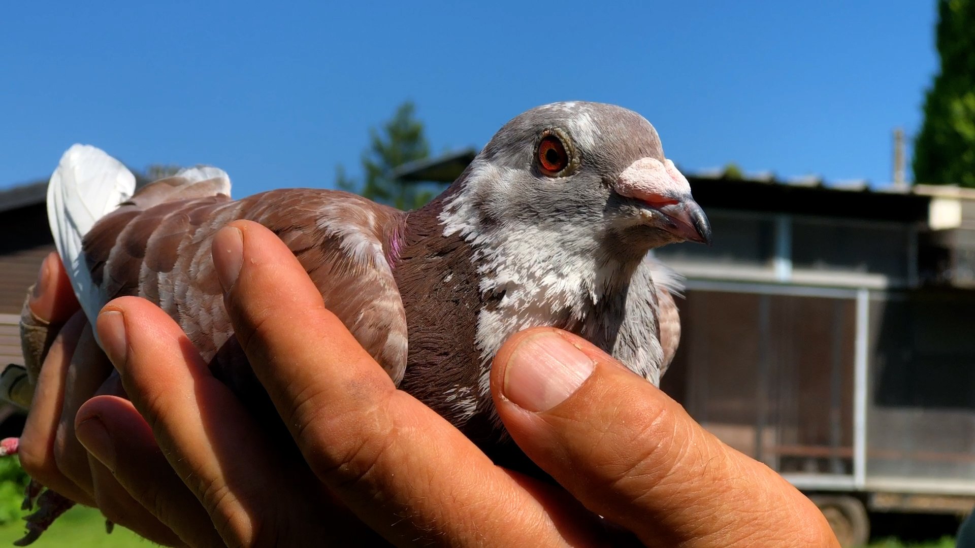 La colombophilie ou l’art d’aimer les pigeons voyageurs - Mosaik Cristal