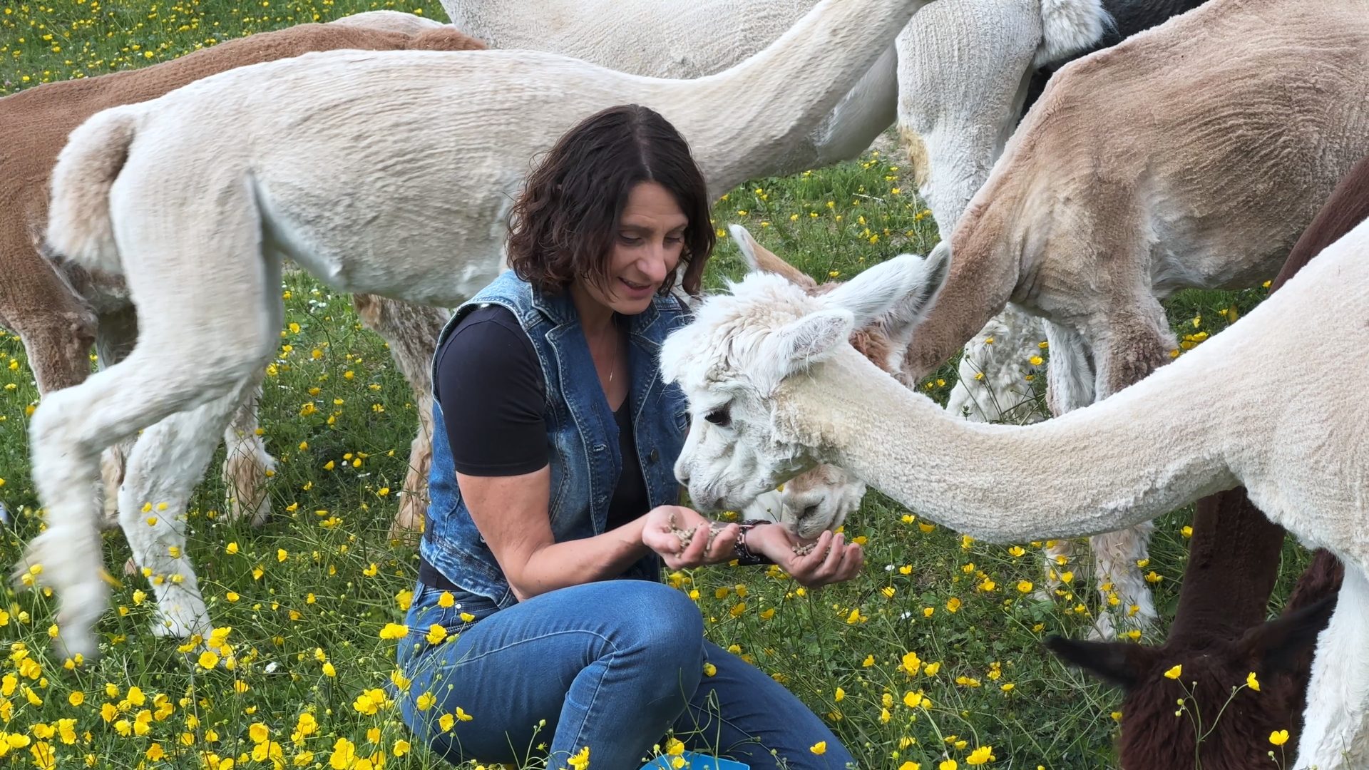 Hop'la, le portrait : Catherine Fischer élève depuis 15 ans des alpagas ...
